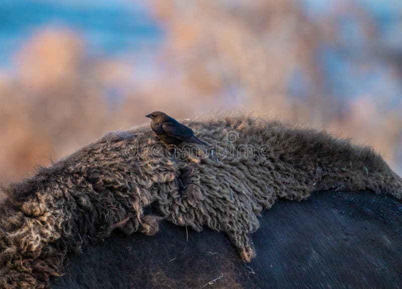 Bird Rests in the Tattered Fur on a Bisons Back Stock Photo - Image of ...