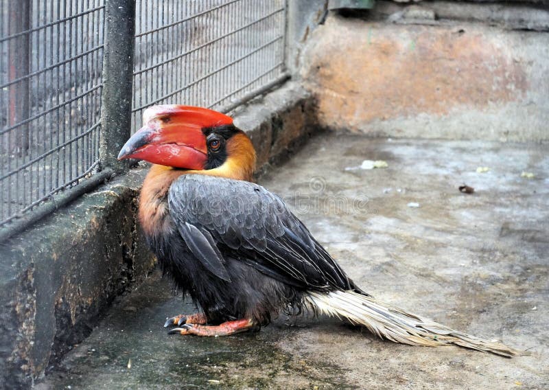 Bird - Rhino Living in the Forests of the Philippines. Stock Photo ...