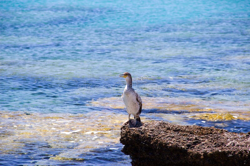 Bird Rhodos Greece Beach stock image. Image of nature - 83339913