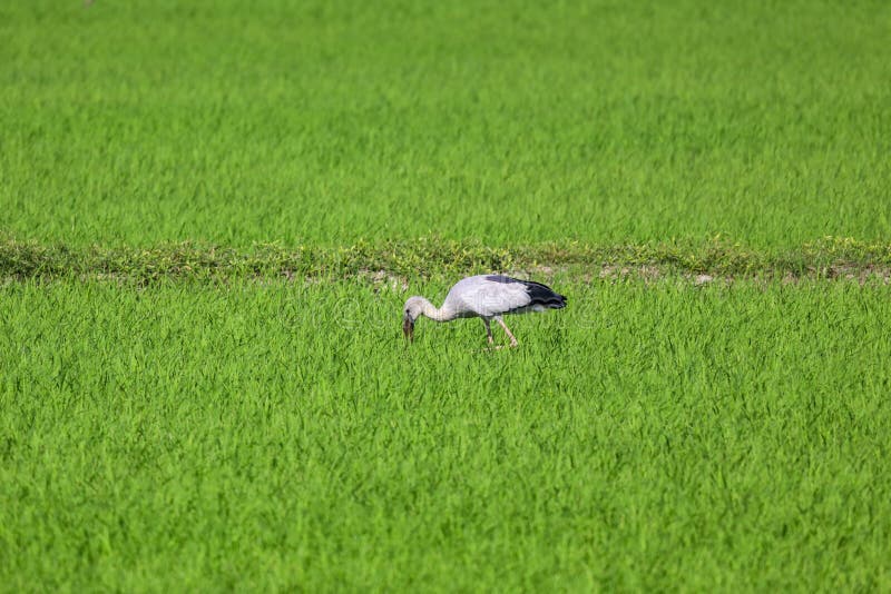 The Bird in Rice Field in Countryside at Asia Stock Photo - Image of ...