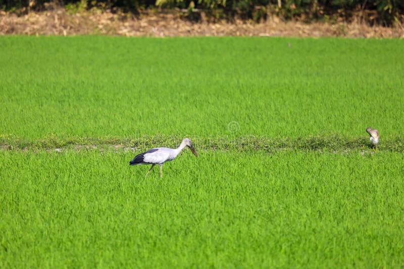 The Bird in Rice Field in Countryside at Asia Stock Image - Image of ...