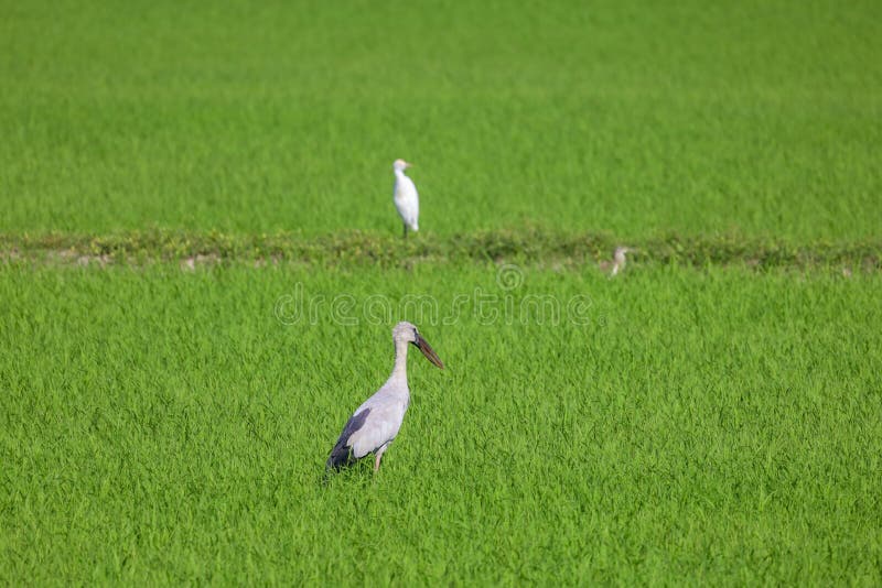 The Bird in Rice Field in Countryside at Asia Stock Image - Image of ...