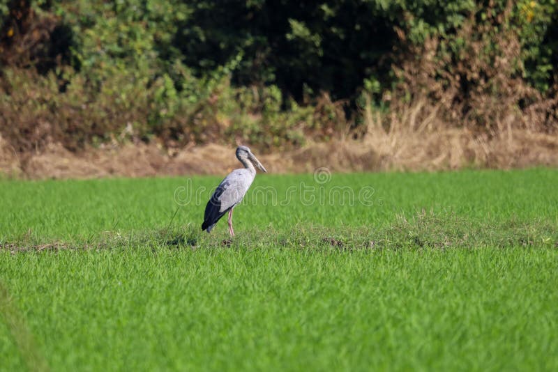 The Bird in Rice Field in Countryside at Asia Stock Image - Image of ...