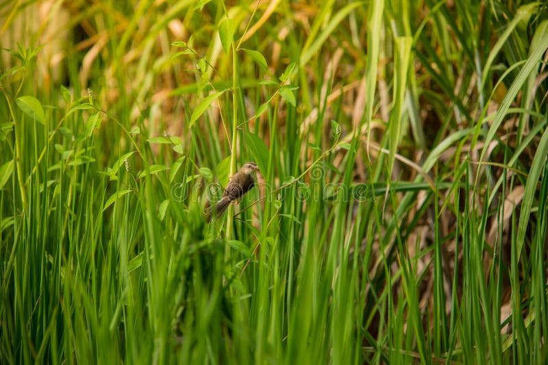 Bird in the rice field stock photo. Image of korea, beauty - 74992538