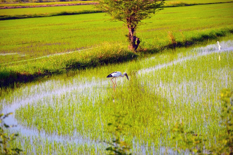 Bird and rice field stock image. Image of wave, river - 63051745