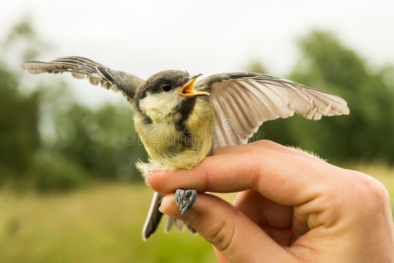 Bird Ringing Common Kestrel Falco Tinnunculus Stock Image - Image of ...