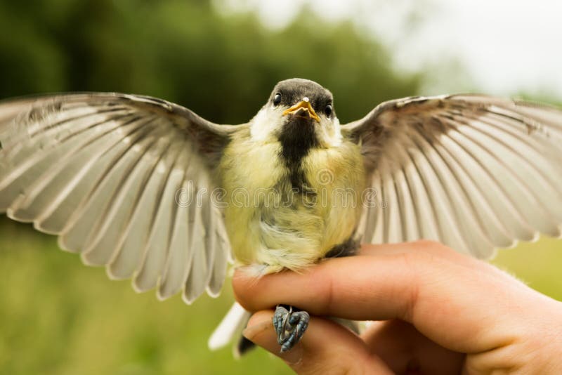 Bird ringing stock photo. Image of hand, mobile, major - 87268350