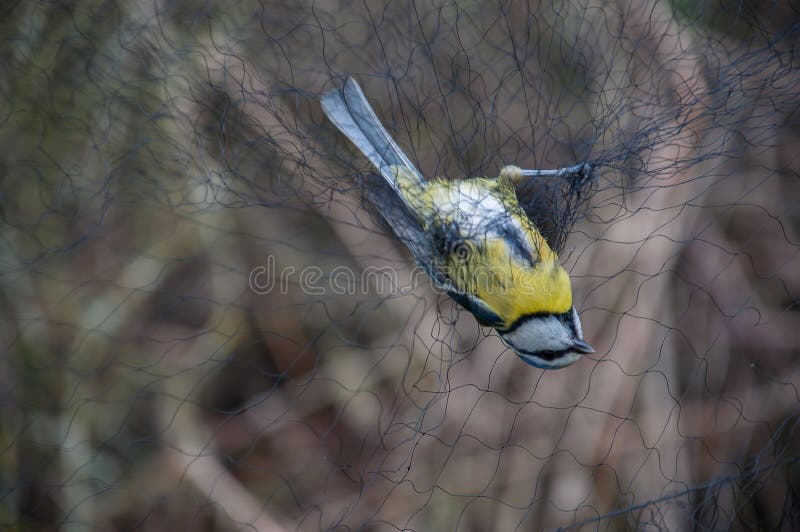 Bird Ringing stock image. Image of survey, animals, male - 51763059