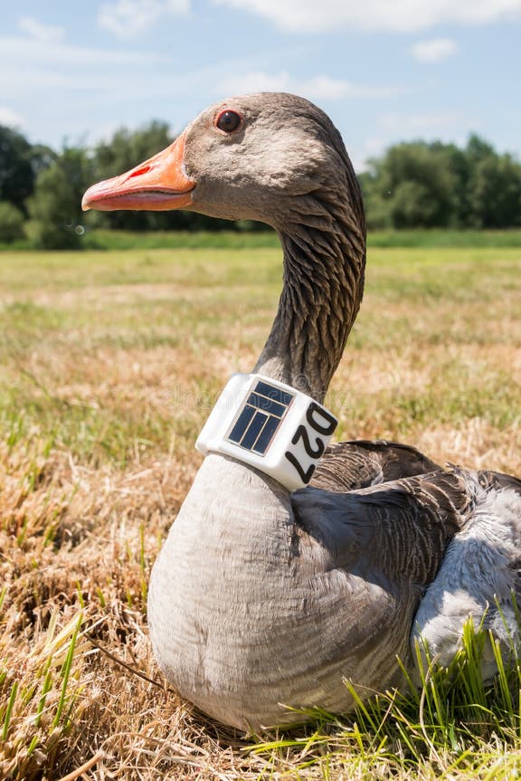 Bird ringing editorial image. Image of anser, goose, research - 87268565