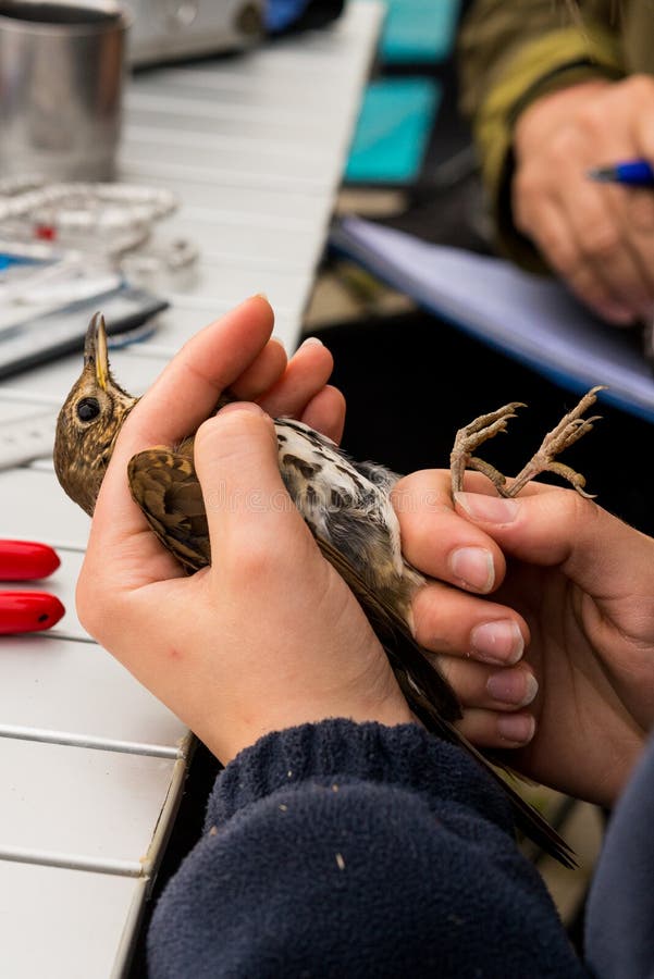 Bird ringing stock photo. Image of hand, mobile, major - 87268350