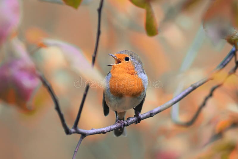 Bird Robin Sings a Fine in the Autumn Park Stock Image - Image of leaf ...
