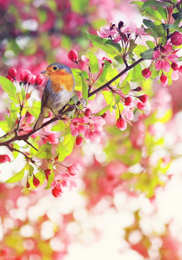 Bird Robin Sitting on a Branch of a Flowering Pink Apple Tree in Stock ...