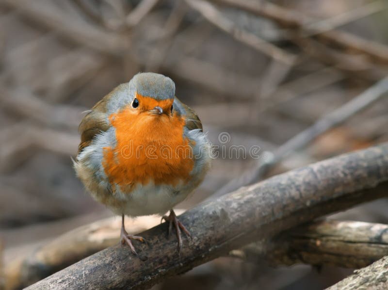 Bird Robin Sitting among the Branches in the Autumn Stock Image - Image ...