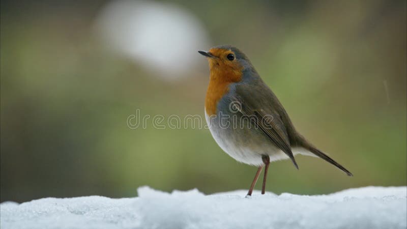 Bird (Robin) on Snowy Ground Stock Footage - Video of christmas ...