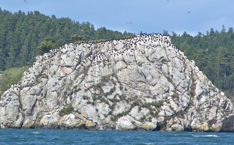 Bird Rock stock image. Image of rock, bird, blue, black - 13338085
