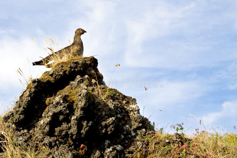 Bird on the rock stock photo. Image of lava, wildlife - 20798510