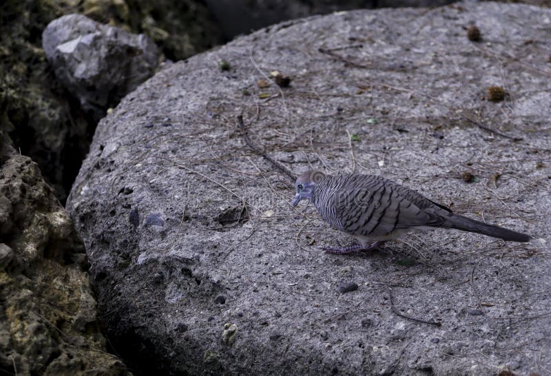 Bird on the rock stock photo. Image of rock, bird, wild - 238920634