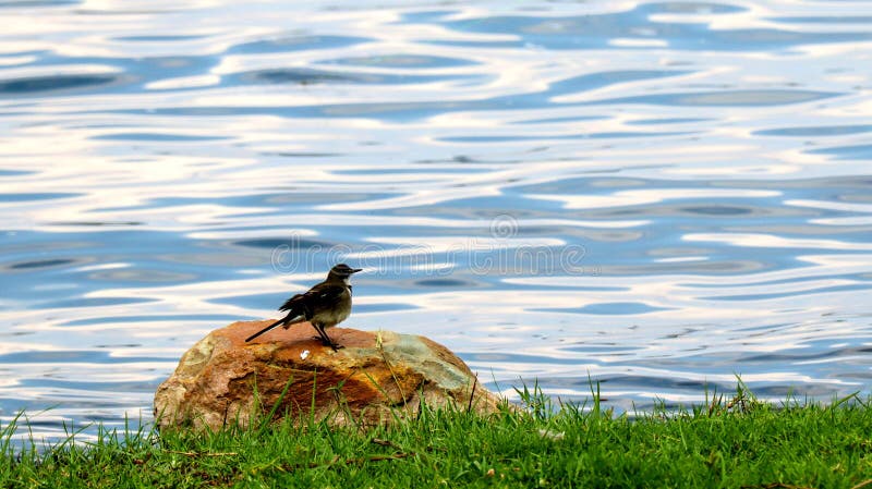 Bird on a rock at a dam stock image. Image of shorebird - 218156073