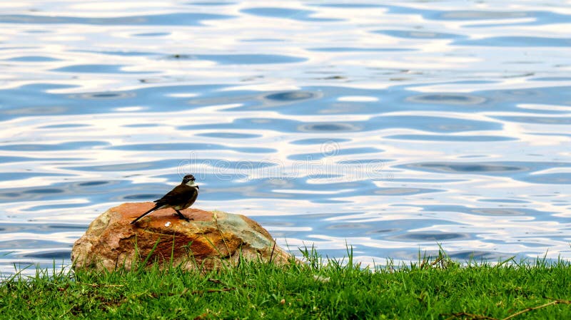 Bird on a rock at a dam stock image. Image of water - 218156115