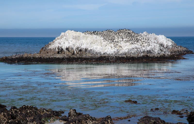 Bird Rock Catalina Island stock photo. Image of attraction - 32707522