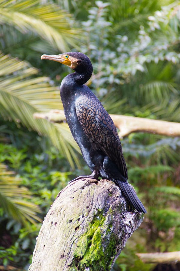 Bird on Rock stock photo. Image of portrait, environment - 51312872