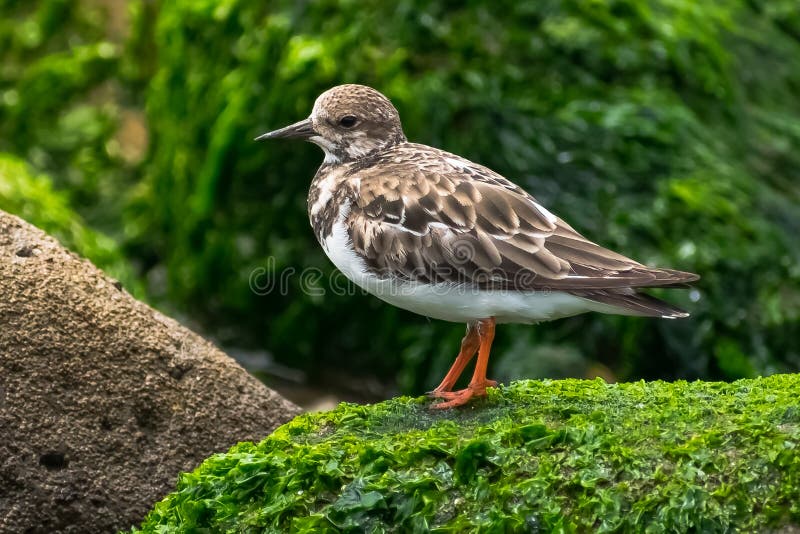 Bird on the Rock stock image. Image of select, like - 103683113
