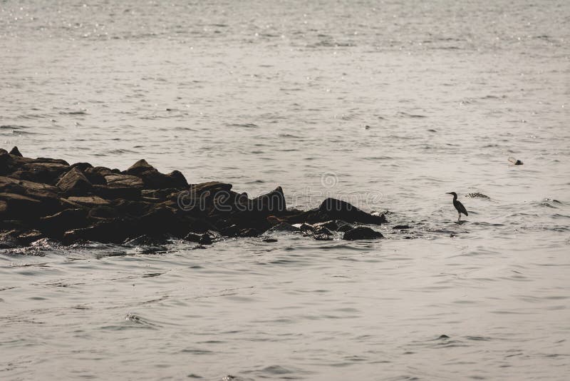 Bird and Rock in Water at Beach, Nature Scenery Stock Photo - Image of ...