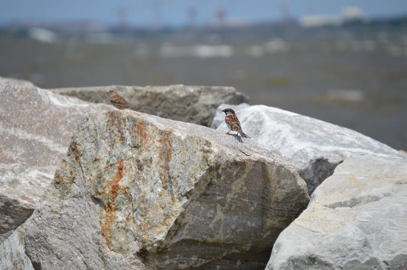 Bird on rocks stock image. Image of gardens, flowers - 99793753