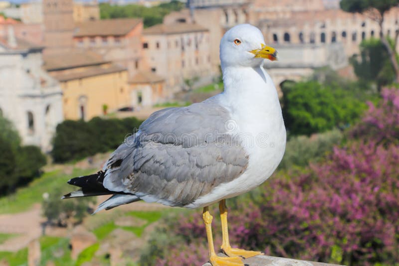 Bird of Rome stock image. Image of ancient, bell, colosseum - 54254081