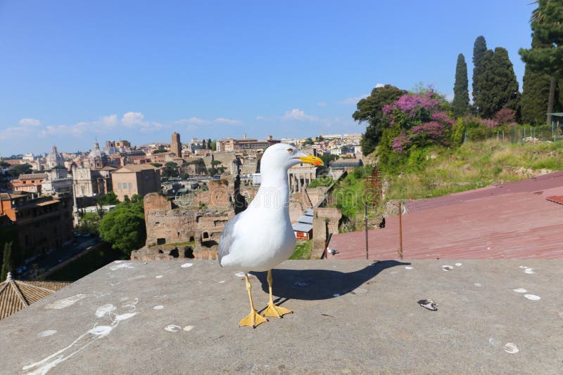 Bird of Rome stock photo. Image of historical, downtown - 58007220