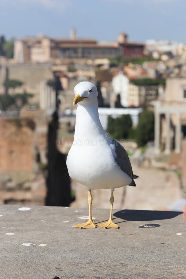 Bird of Rome stock image. Image of church, italian, cityscape - 47217363