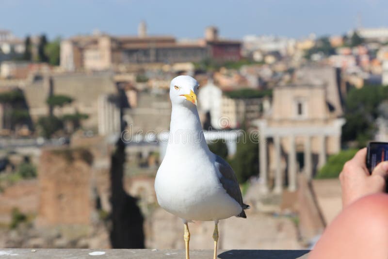 Bird of Rome stock image. Image of beautiful, history - 58007357