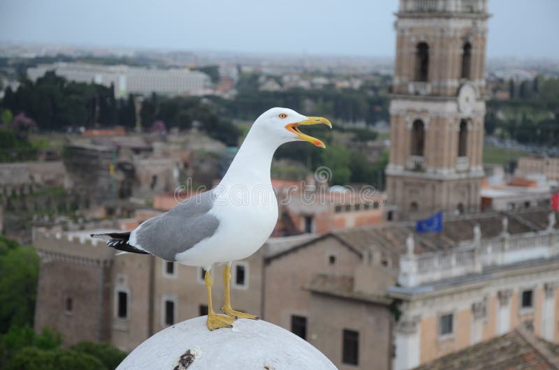 Bird in Rome stock image. Image of travel, rome, month - 31140805
