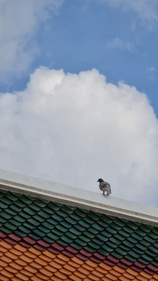Bird on the roof editorial stock image. Image of facade - 205871294