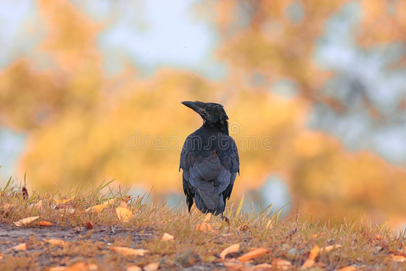 Bird rook stock image. Image of cute, carrion, crow, light - 69619025