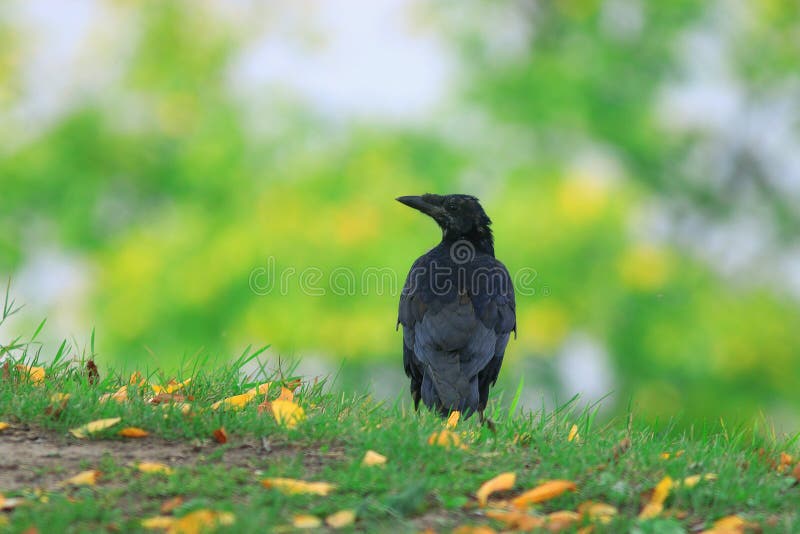 The bird a rook stock image. Image of feather, crow, isolated - 25244399