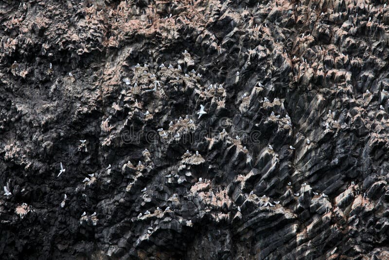 Bird rookery in Arctic stock photo. Image of rocky, franz - 27974684