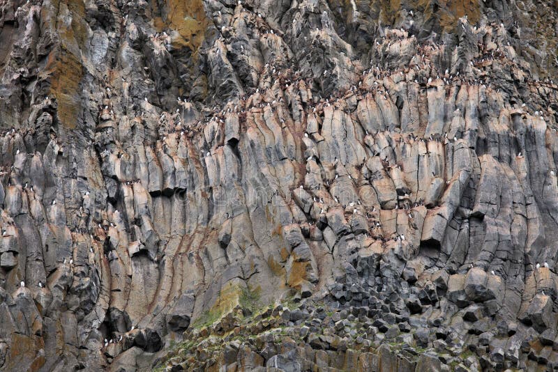 Bird rookery in Arctic stock image. Image of polar, birds - 28129633
