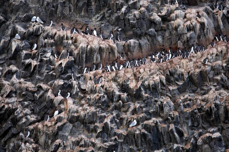 Flock of birds stock image. Image of glide, flight, migration - 16611749