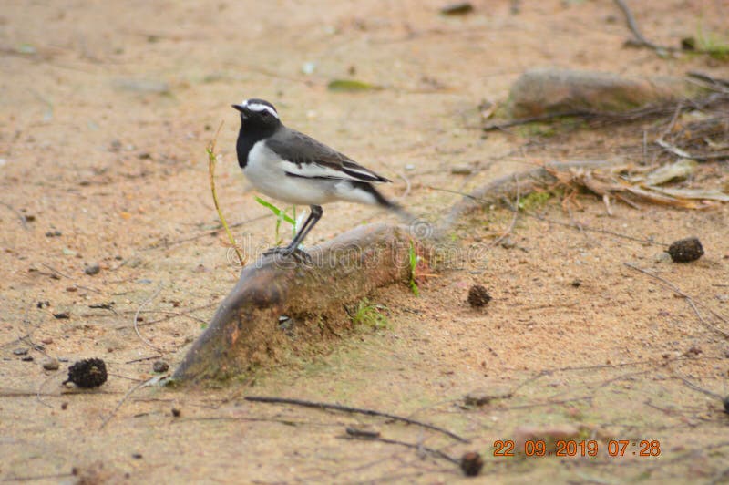 Bird on root stock photo. Image of shorebird, robin - 185284438