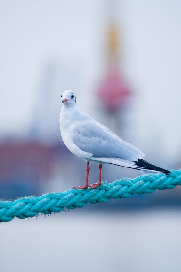 Bird on rope stock image. Image of outdoors, nature, stand - 12750557