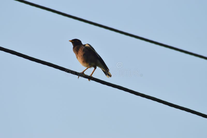 Bird on rope stock photo. Image of wing, hummingbird - 181595664