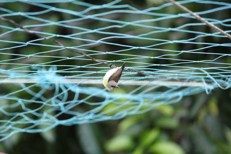 A bird on a rope. stock photo. Image of rope, nature - 201134454