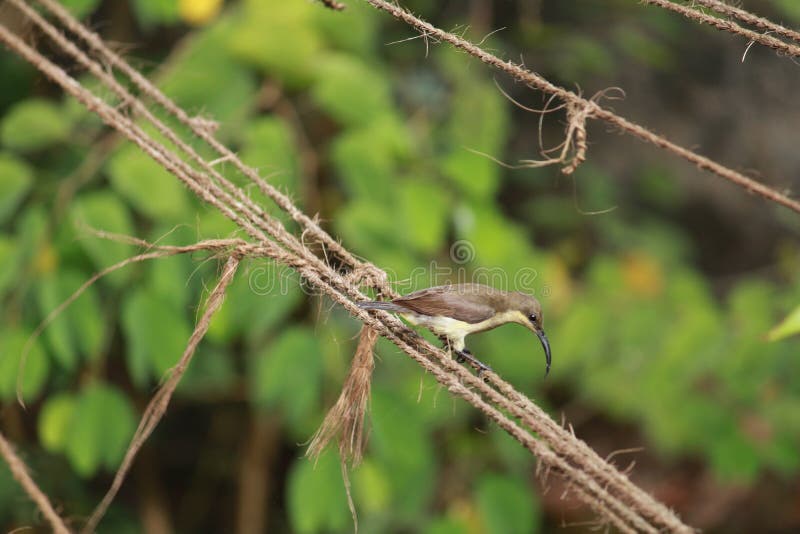 A bird on a rope. stock image. Image of thorns, twig - 202124249