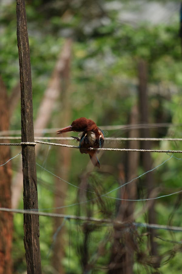 A bird on a rope. stock photo. Image of rope, bird, green - 223235082