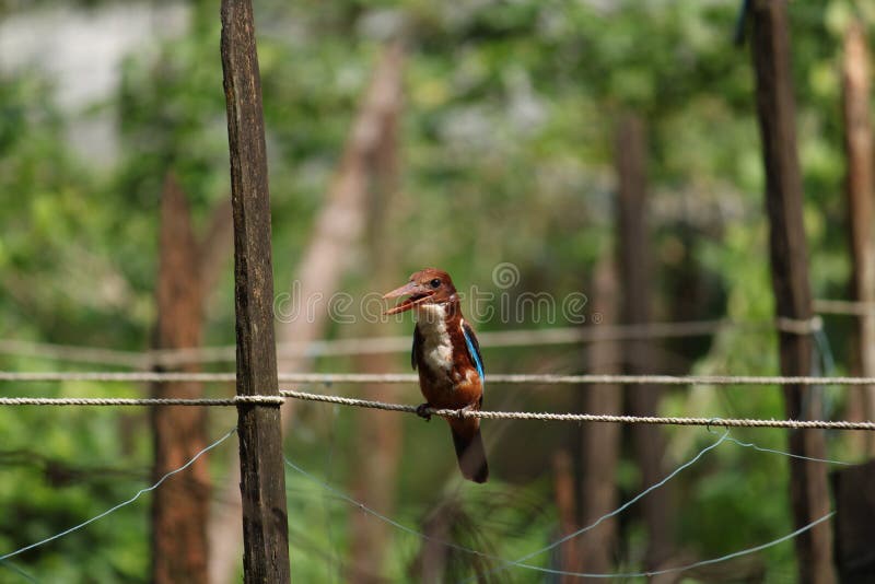 A bird on a rope. stock photo. Image of wood, green - 223235136
