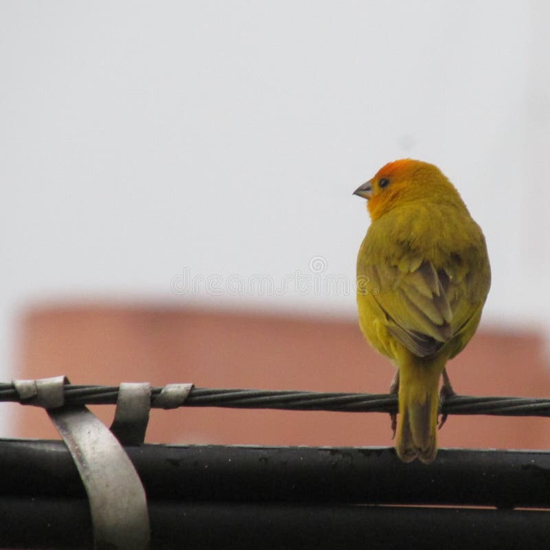 Bird on a rope stock photo. Image of bird, cute, back - 80349352