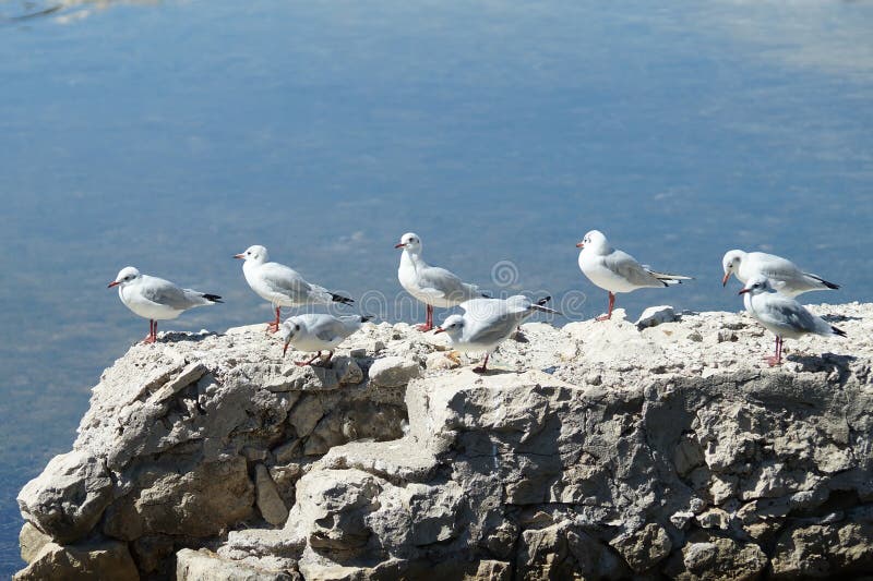 Bird in row stock photo. Image of elegant, design, pattern - 99408364