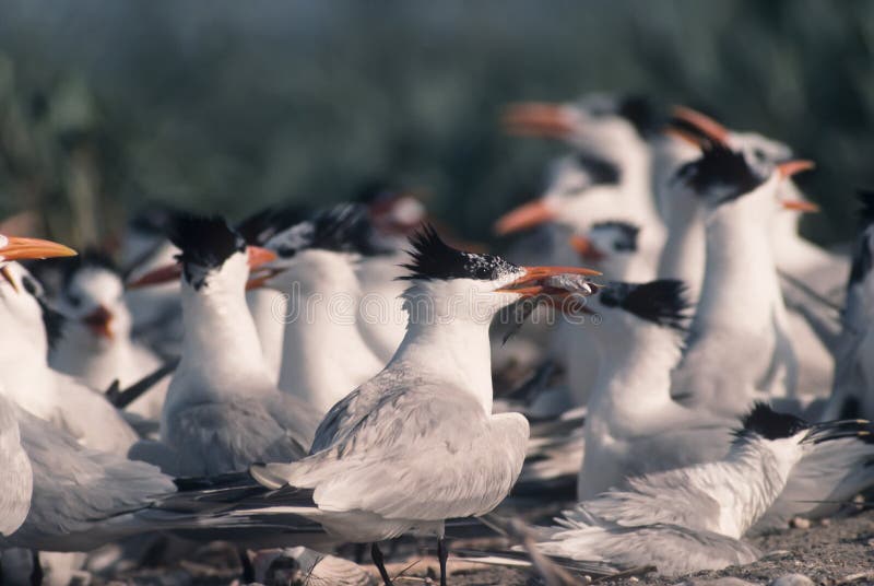 Bird-Royal tern stock image. Image of tern, animal, plumage - 7400411