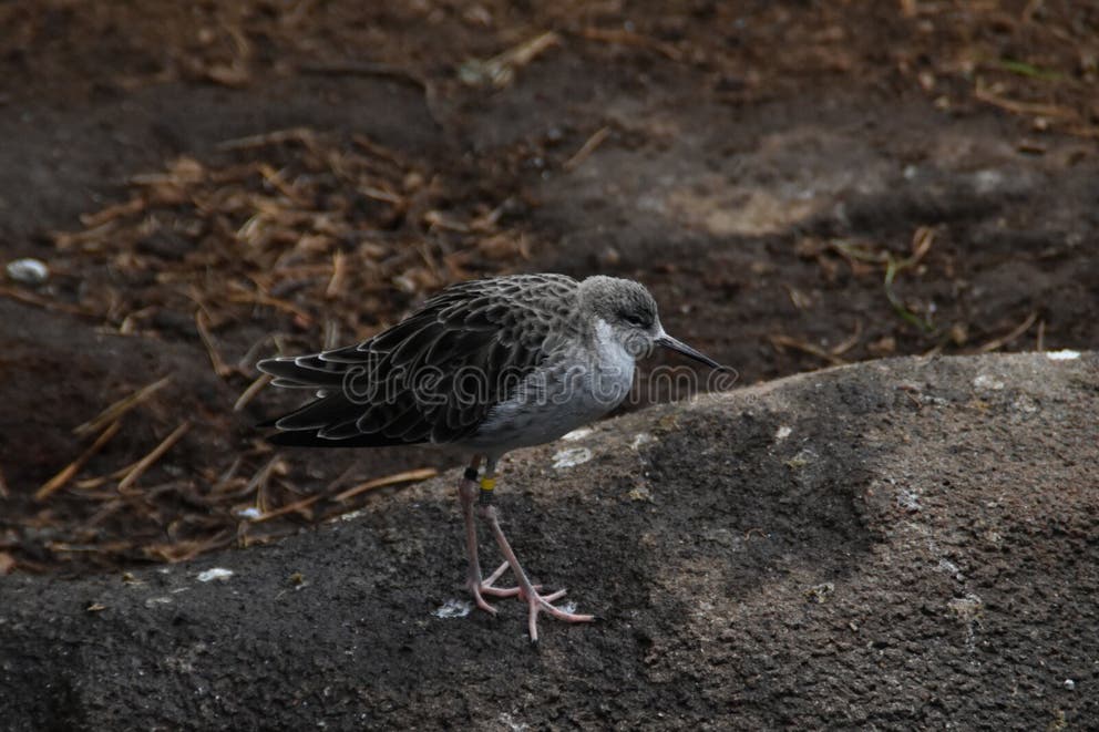 A Cute Ruff stock image. Image of feather, calidris - 349732995
